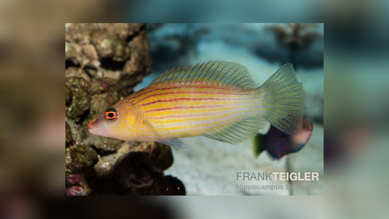 Pseudocheilinus octotaenia Eight-lined wrasse, Eightstripe wrasse