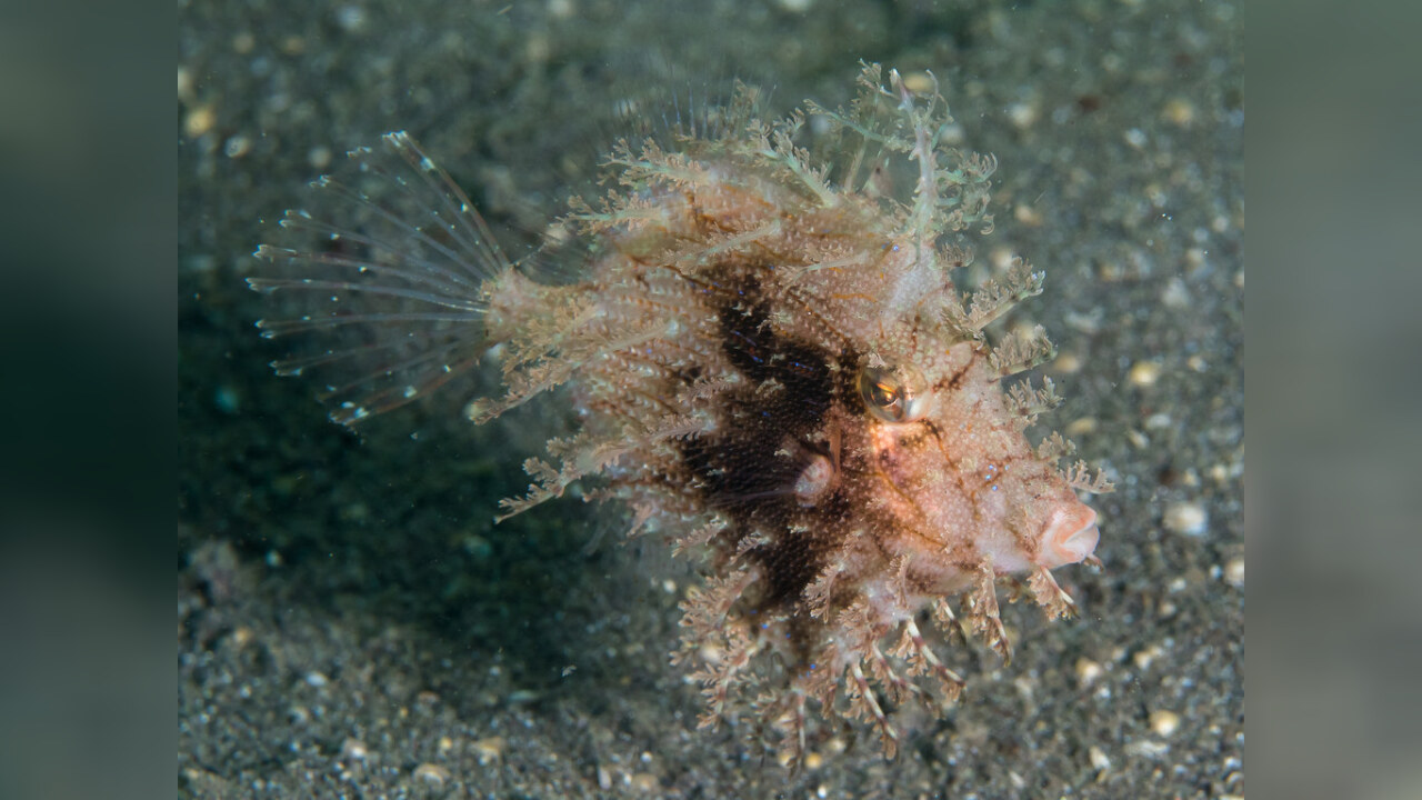 Chaetodermis penicilligerus Leafy Leatherjacket, Prickly Leatherjacket ...