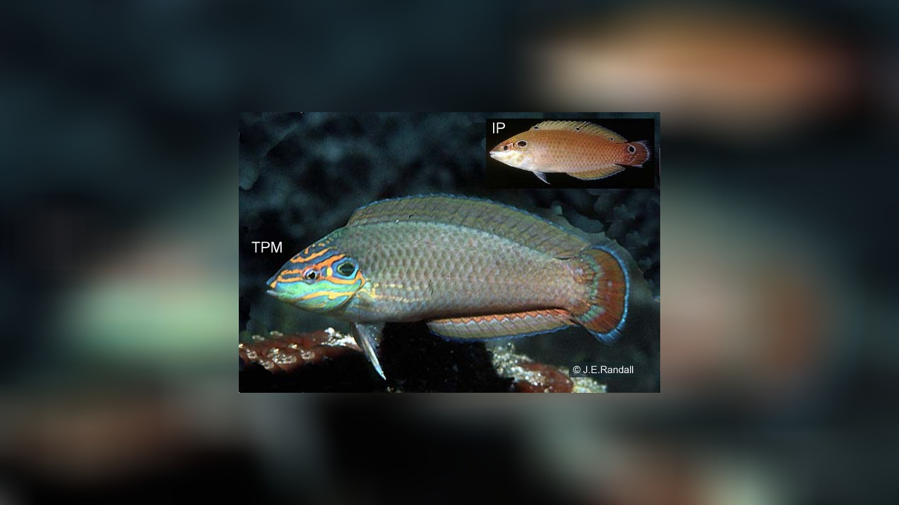 Halichoeres melasmapomus Black-ear Wrasse, Cheekspot Wrasse, Earmuff ...