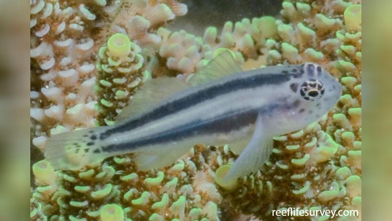 Gobiodon spilophthalmus Whitelined Coral Goby, White-lined Coral Goby