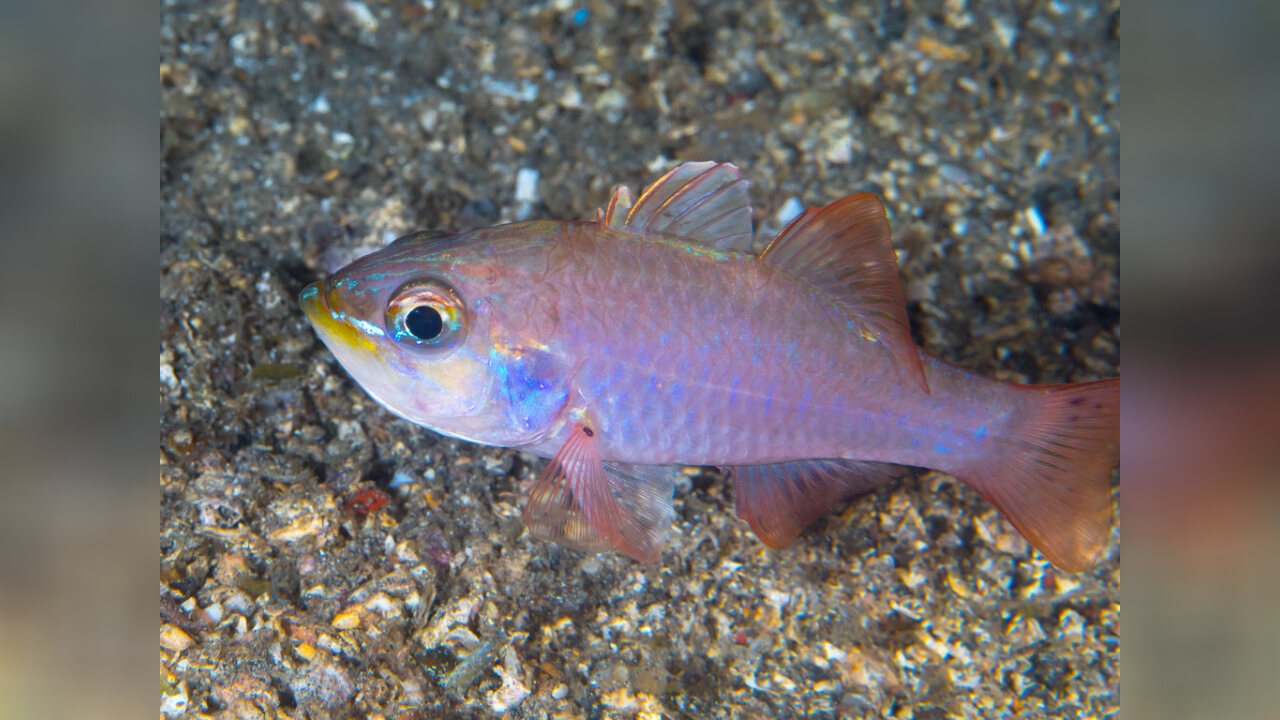 Ostorhinchus monospilus Moluccen cardinal