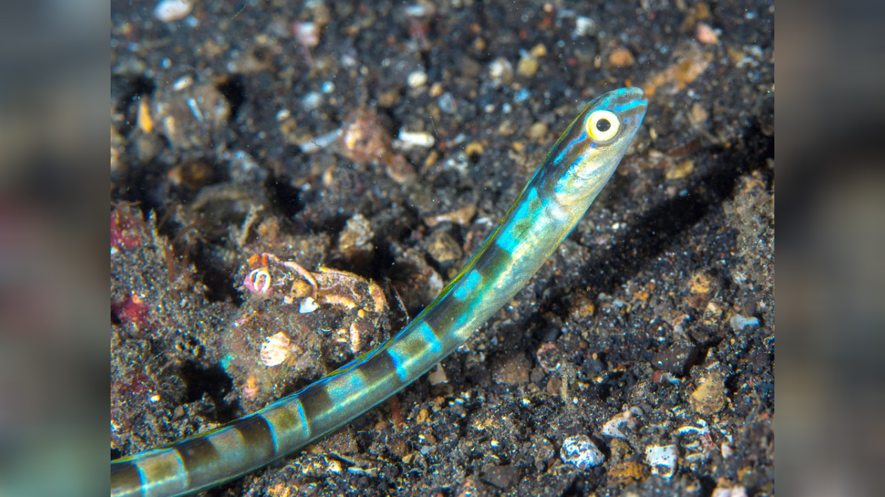 Xiphasia setifer Eel Blenny, Hair-tail Blenny, Snake Blenny
