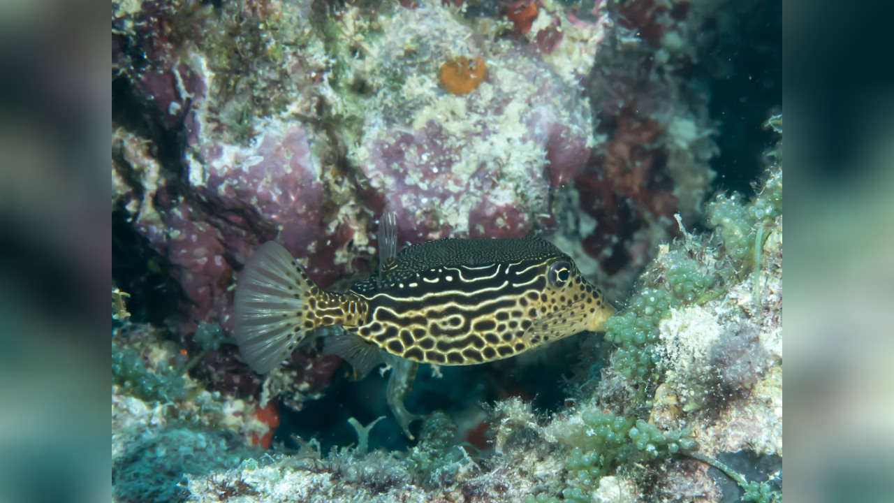 Ostracion solorensis Reticulate Boxfish, Solor Box-fish, Striped Boxfish