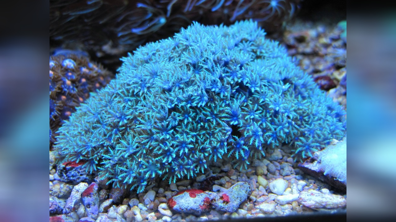Alcyonium verseveldti Blaue Weichkoralle