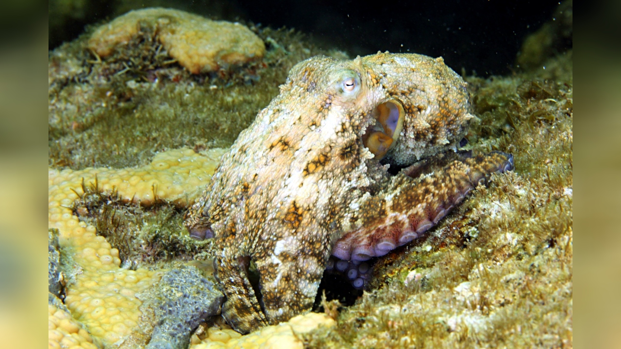Octopus hummelincki Bumblebee octopus, Caribbean Two-Spot Octopus