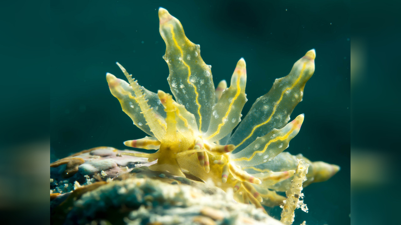 Eubranchus mandapamensis Aeolid Nudibranch