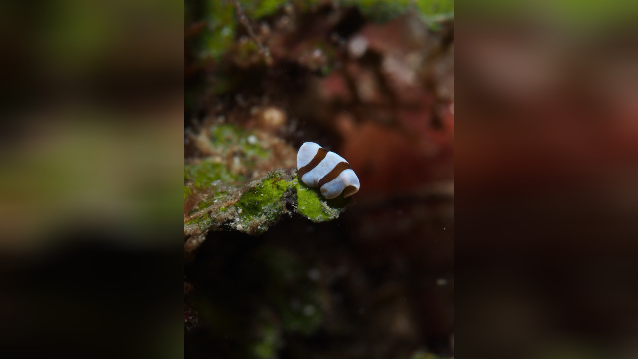 Amphiscolops sp.02 Acoel flatworm