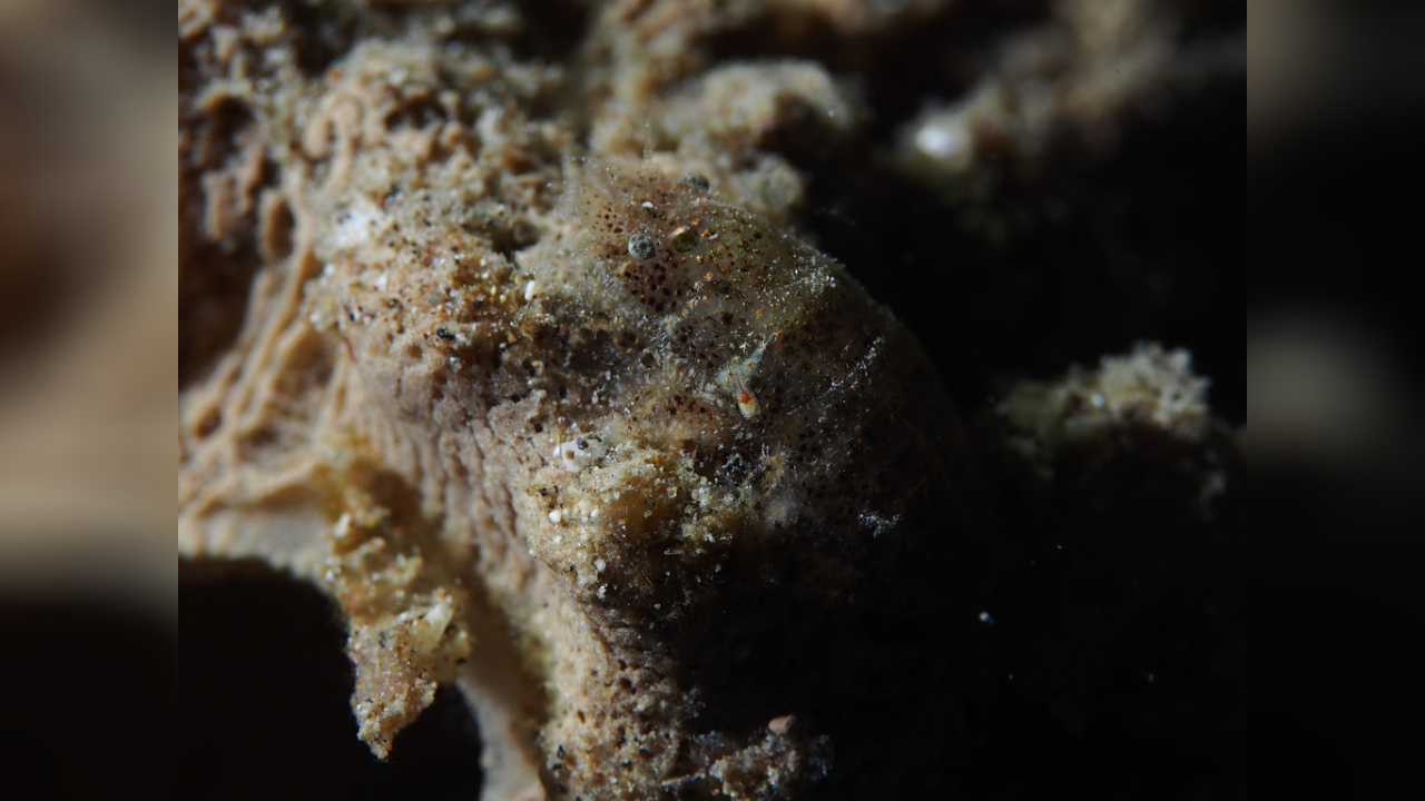 Gelastocaris paronae Cryptic Sponge Shrimp, Paron shrimp