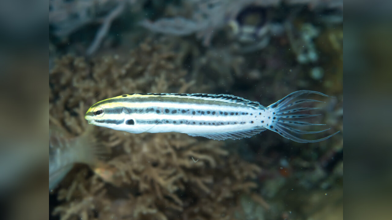 Meiacanthus grammistes Striped poison-fang blenny