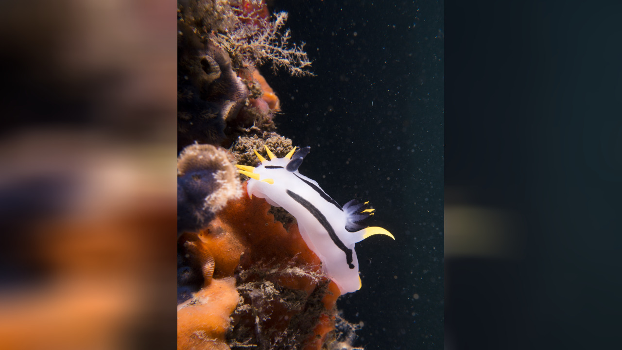 Polycera capensis Crowned nudibranch