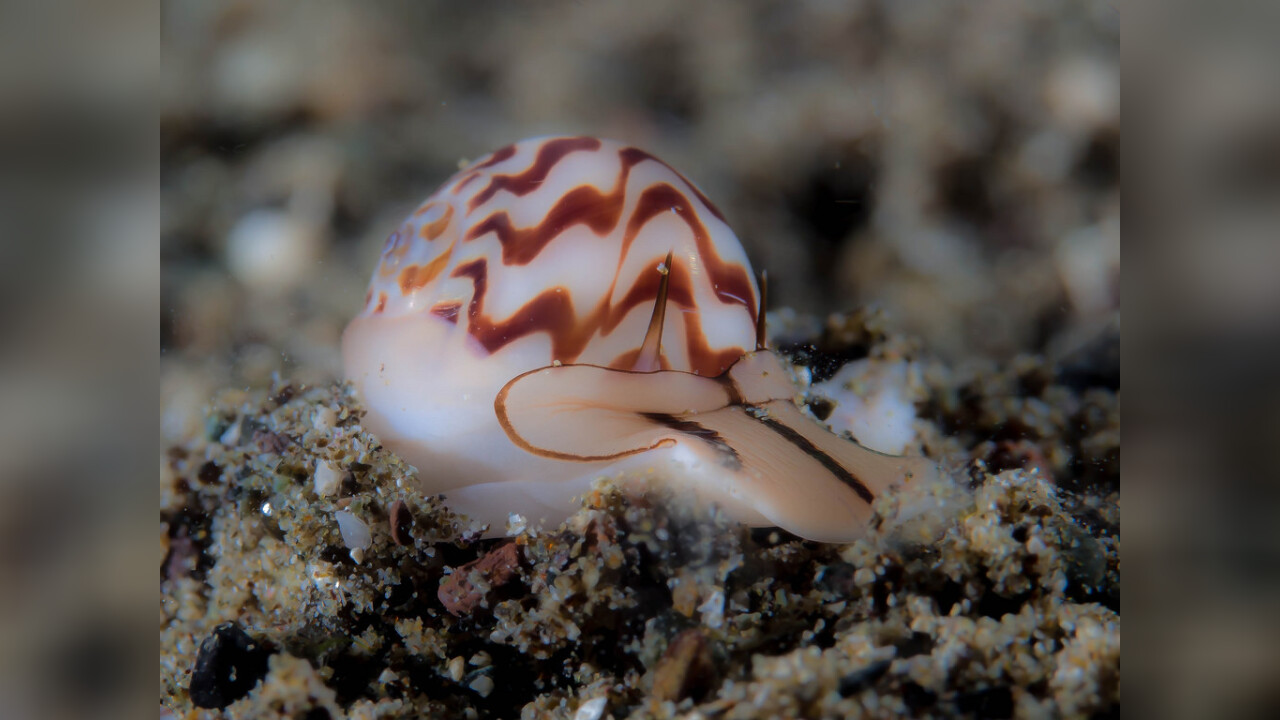 Tanea undulata Beautifully-banded Moon Snail, Necklace shell