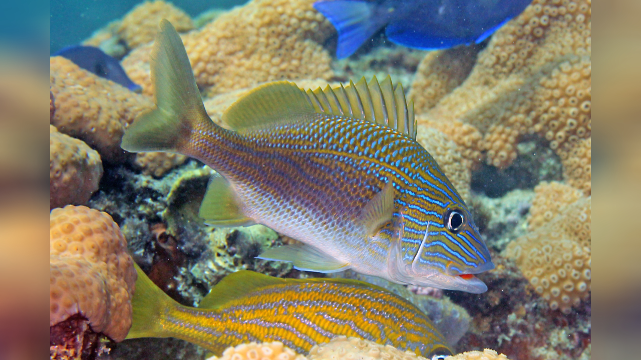 Haemulon plumieri Boar Grunt, Common Grunt, Grey Grunt, Grunt, Jolle ...