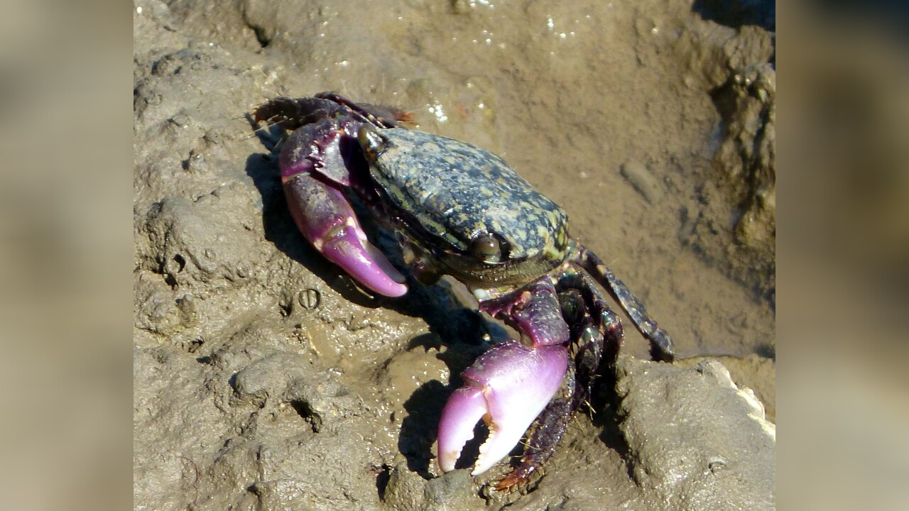 Heloecius cordiformis Semaphore crab