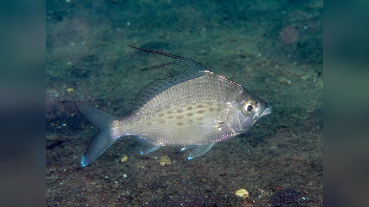 Gerres filamentosus Flagfin Mojarra, Threadfin Silver Belly, Threadfin ...
