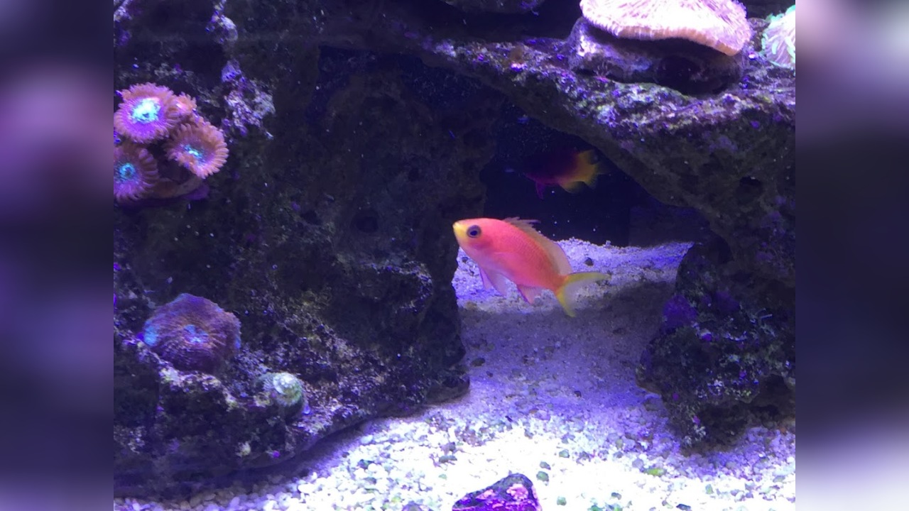 Pseudanthias randalli Randall's anthias, Randall's Fairy Basslet ...