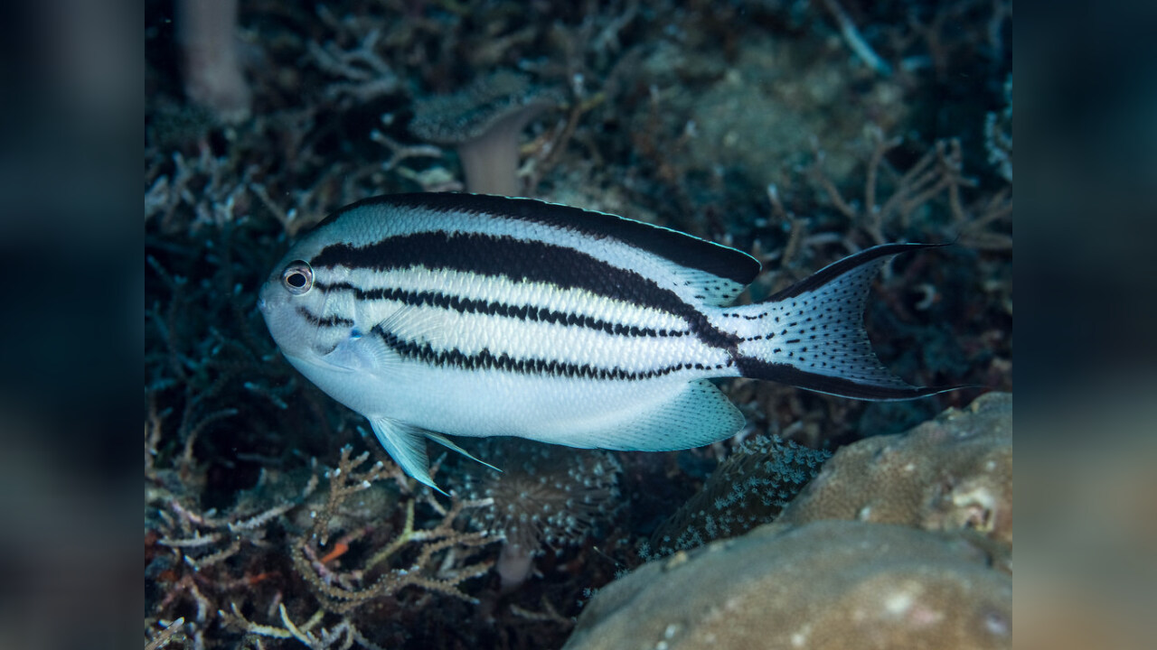 Lamarck’s Angelfish female (Genicanthus lamarck), 2017. Foto von ...