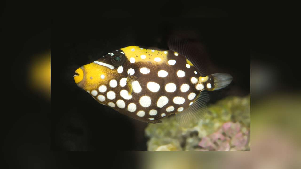 Balistoides conspicillum Big-spotted Triggerfish, Big-spotted Trigger ...