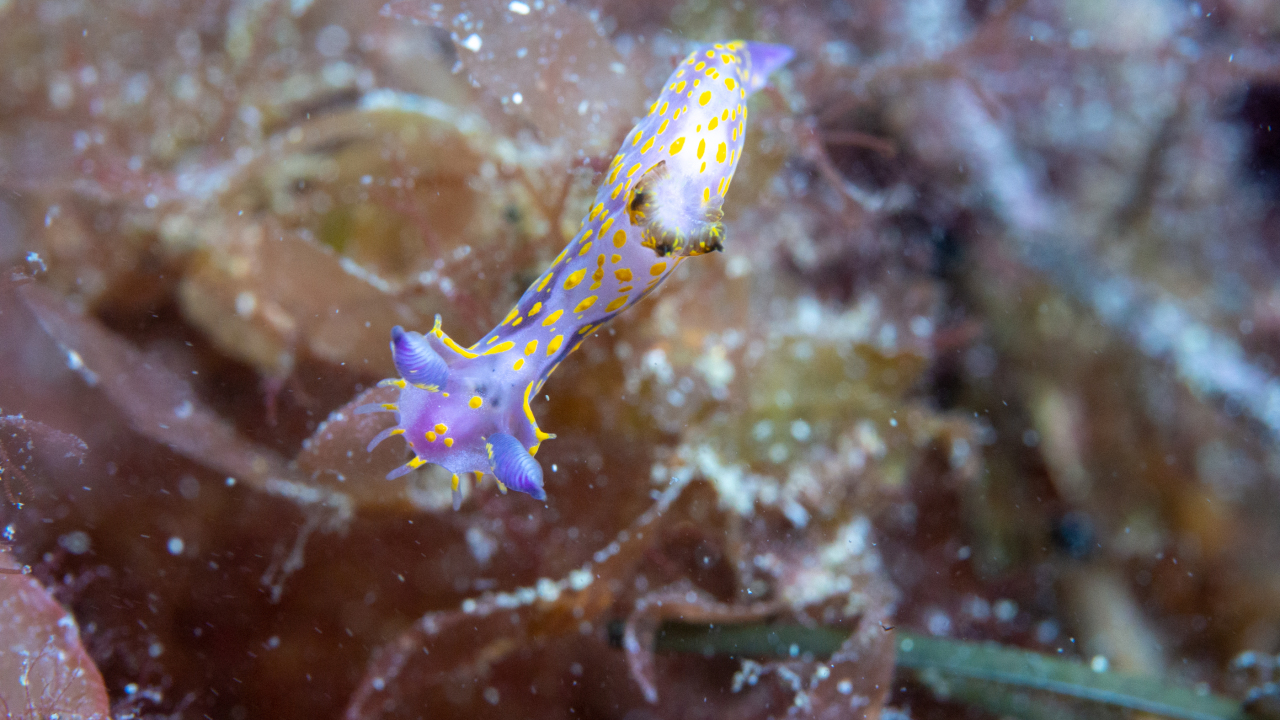 Polycera janjukia nudibranch