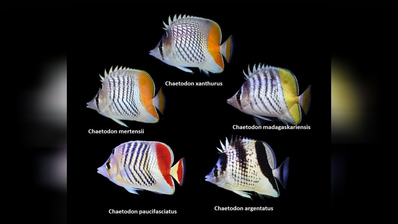 Chaetodon xanthurus Gitter-Orangenfalterfisch