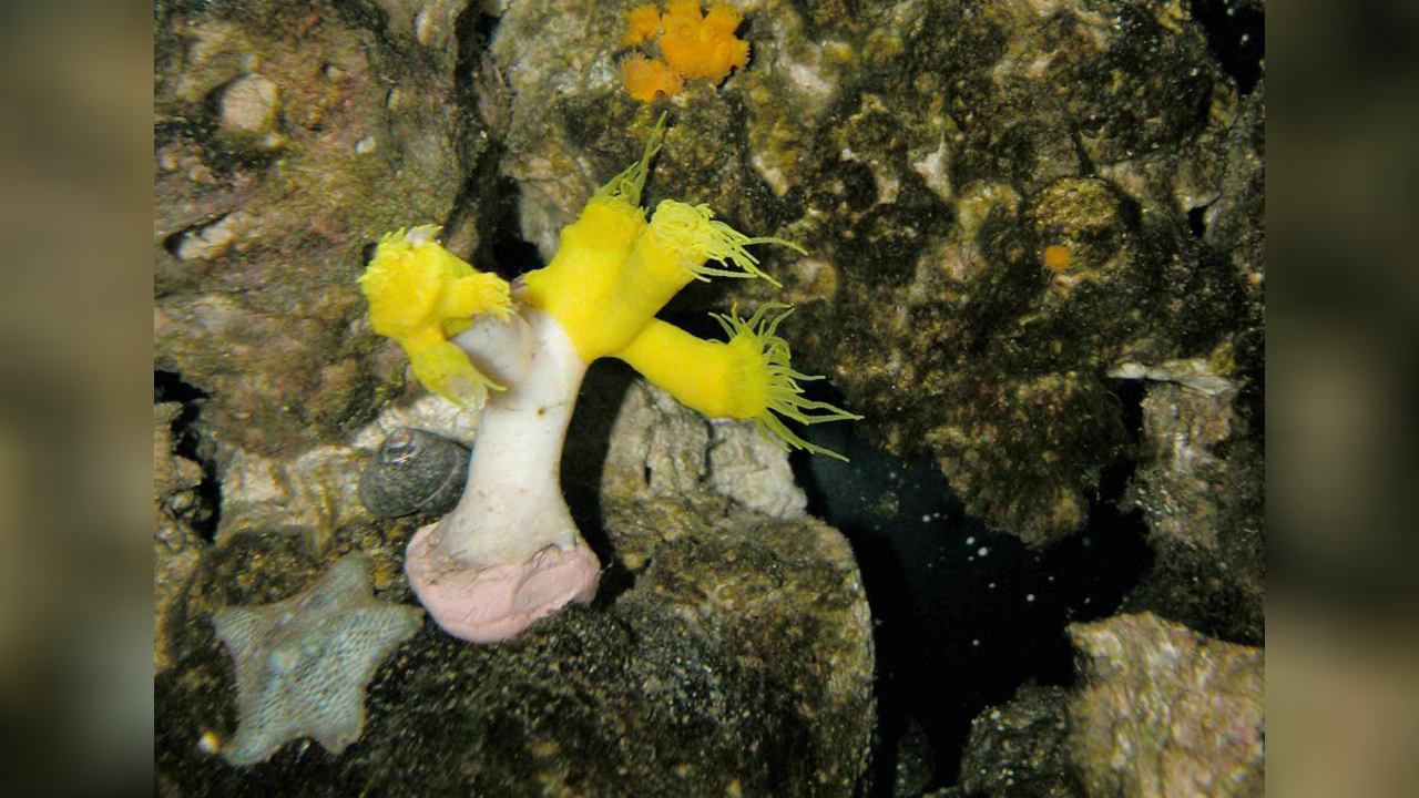 Dendrophyllia cornigera