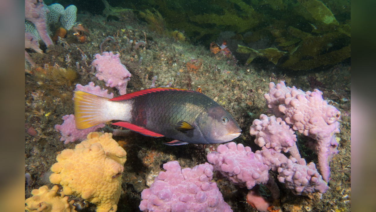 Notolabrus gymnogenis Banded parrotfish, Banded wrasse, Blue wrasse ...