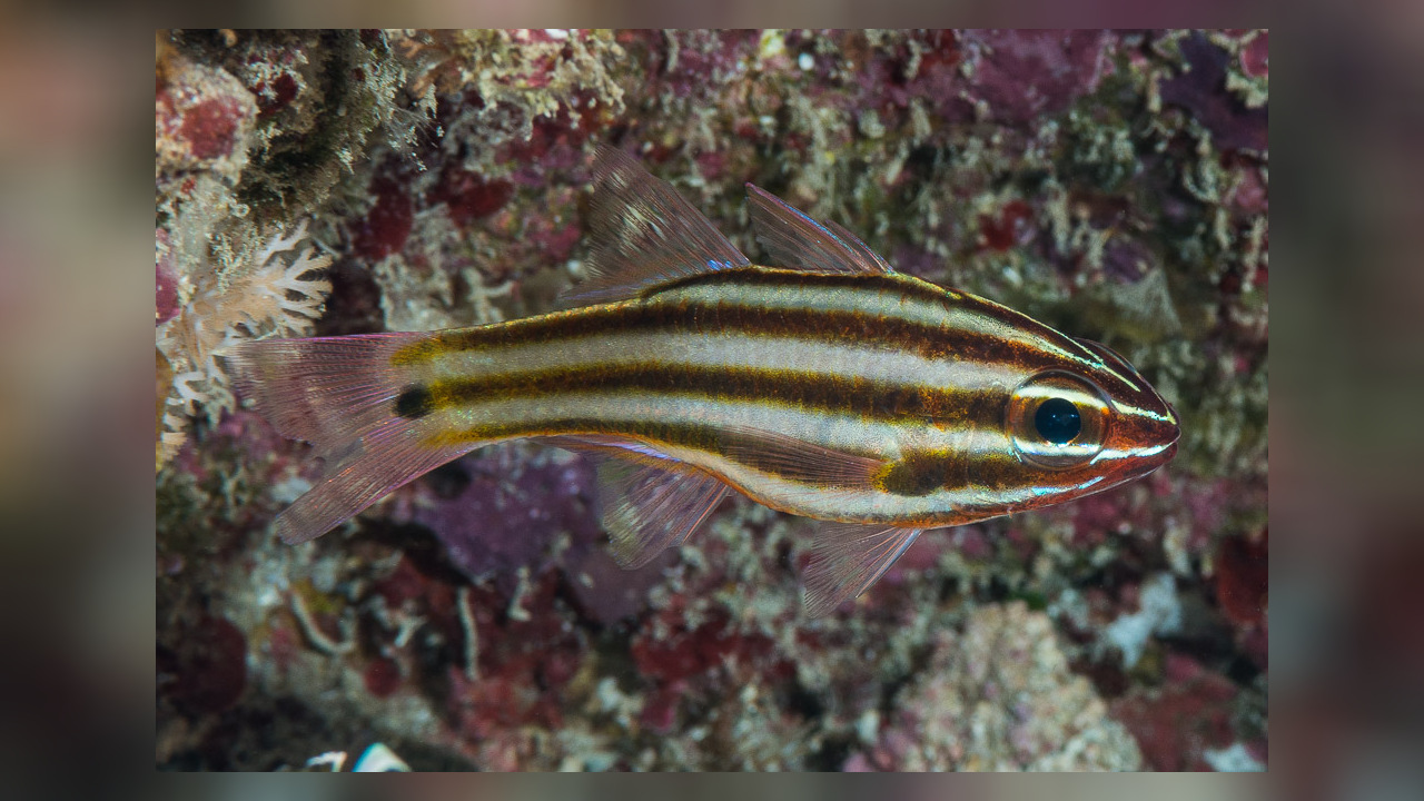 Ostorhinchus angustatus Broadstriped Cardinalfish, Narrow-striped ...
