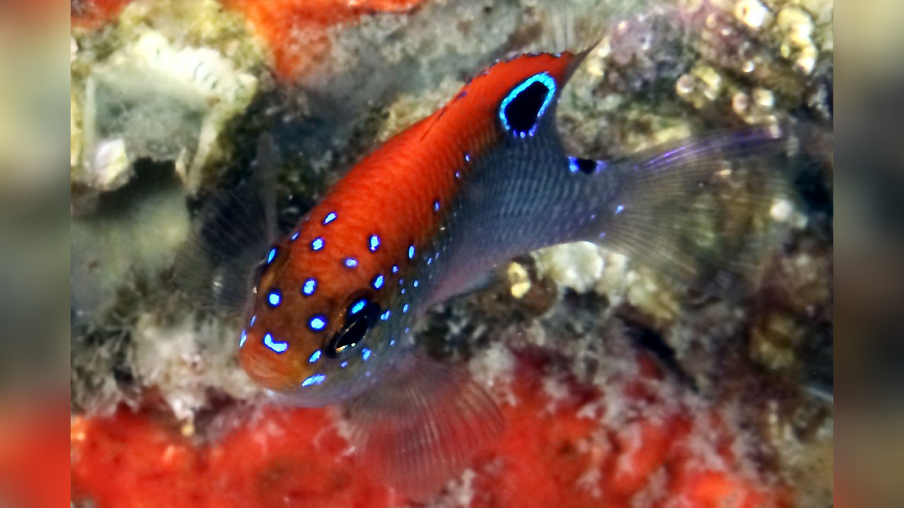 Stegastes adustus Dusky Damselfish, Scarlet-backed Demoiselle