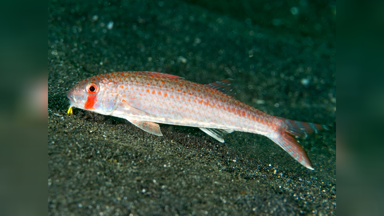 Upeneus sundaicus Goatfish, Ochrebanded Goatfish, Ochreband goatfish ...