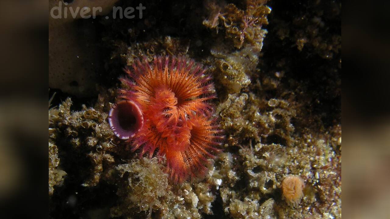 Serpula vermicularis plume worm, red tube worm