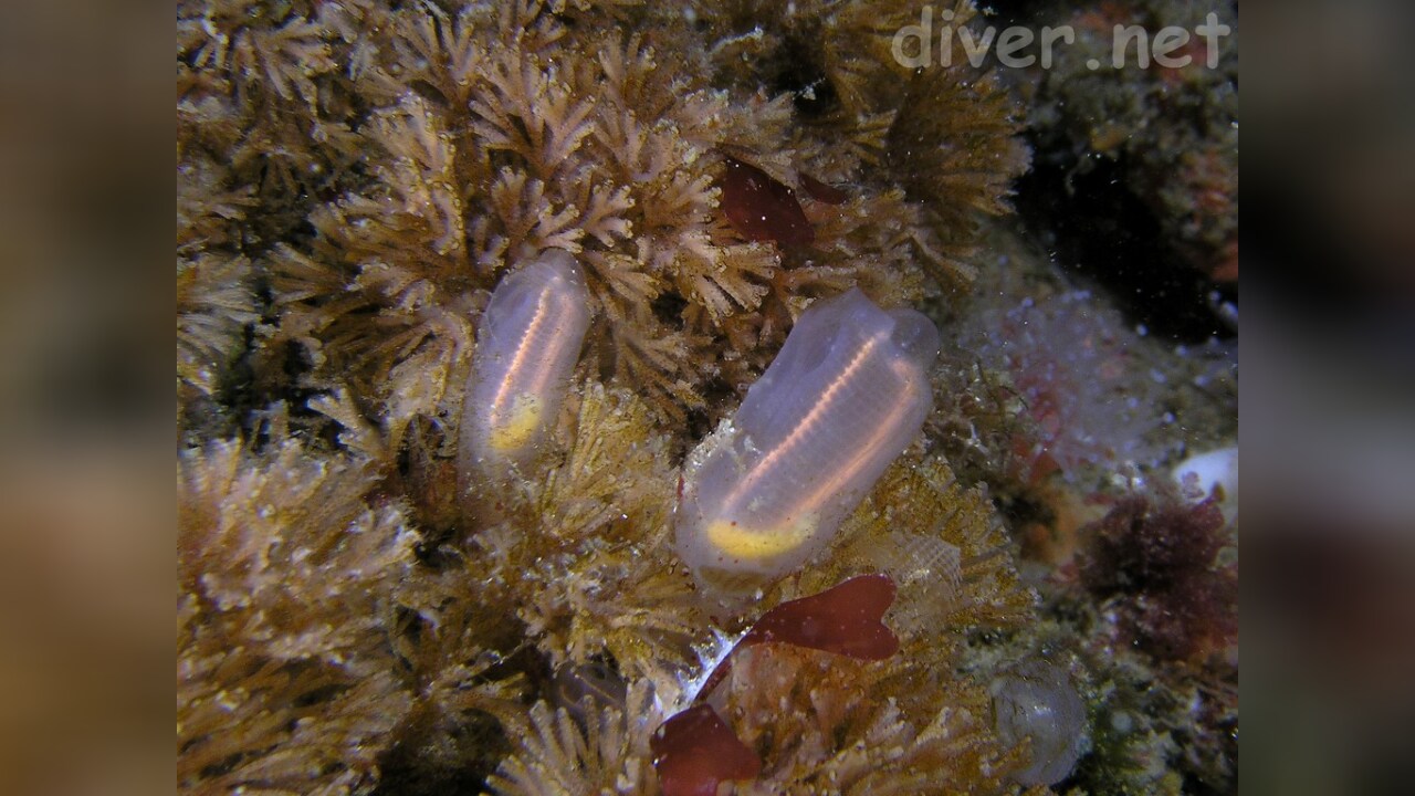 Clavelina huntsmani Light Bulb Tunicate