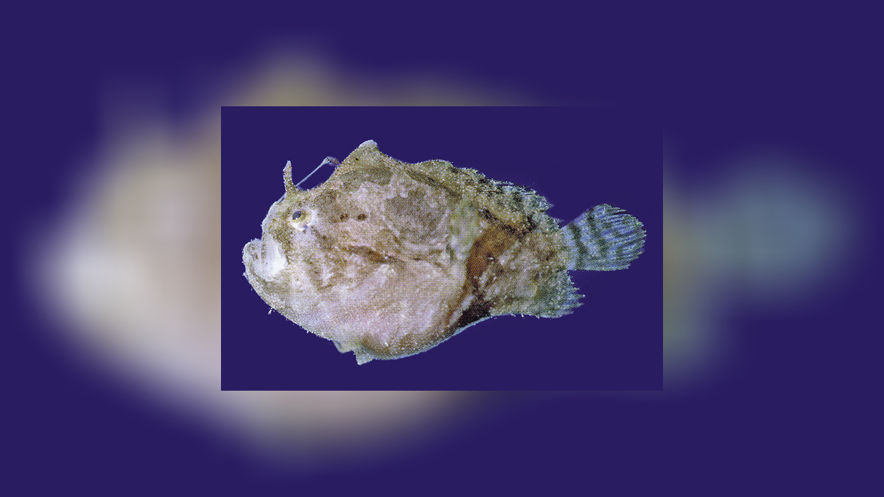 Antennatus analis Tailjet frogfish, Hawaiian Pygmy Angler