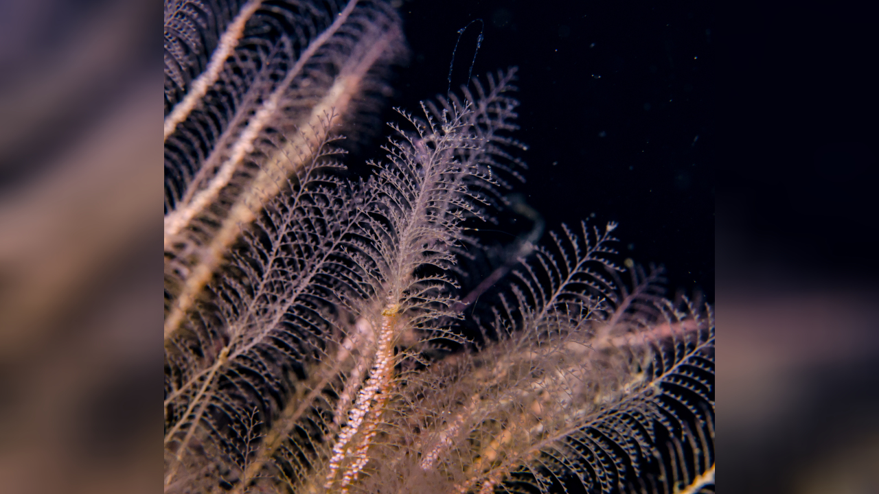 Plumularia setacea Plumed hydroid, Little seabristle,Glassy Plume Hydroid