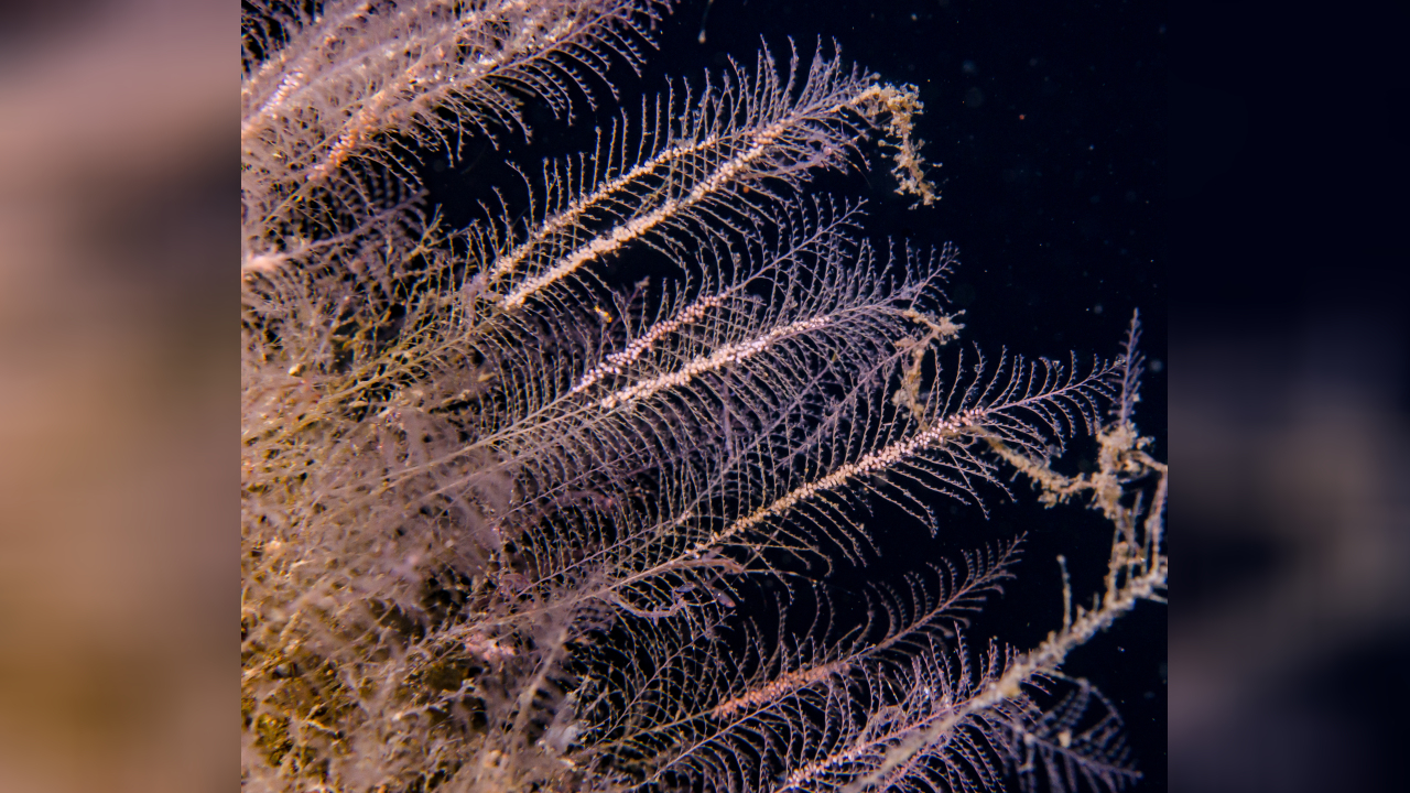 Plumularia setacea Plumed hydroid, Little seabristle,Glassy Plume Hydroid