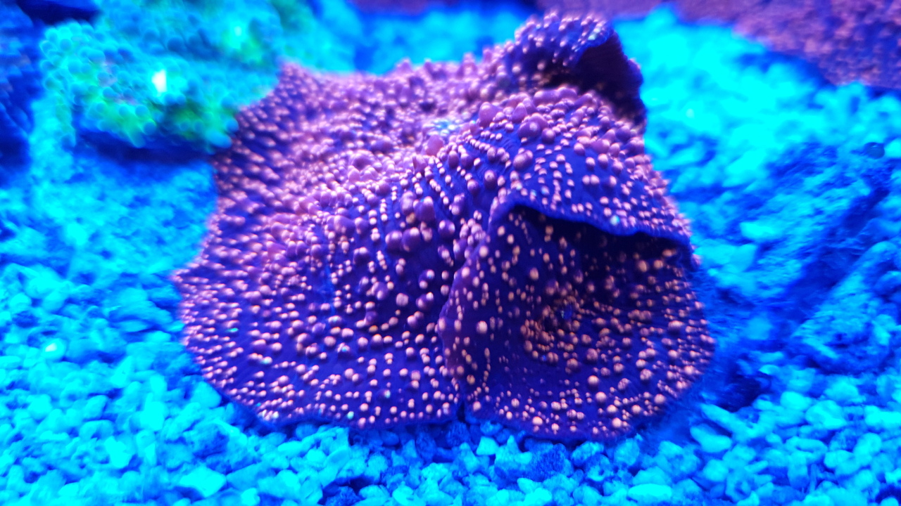 Discosoma sp. "interstellar" Scheibenanemone