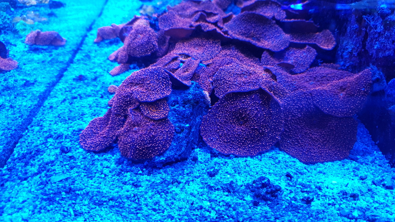 Discosoma sp. "interstellar" Discosoma mushroom