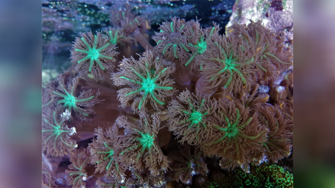 Clavularia sp. "tricolor" Clavularia Glove Polyps