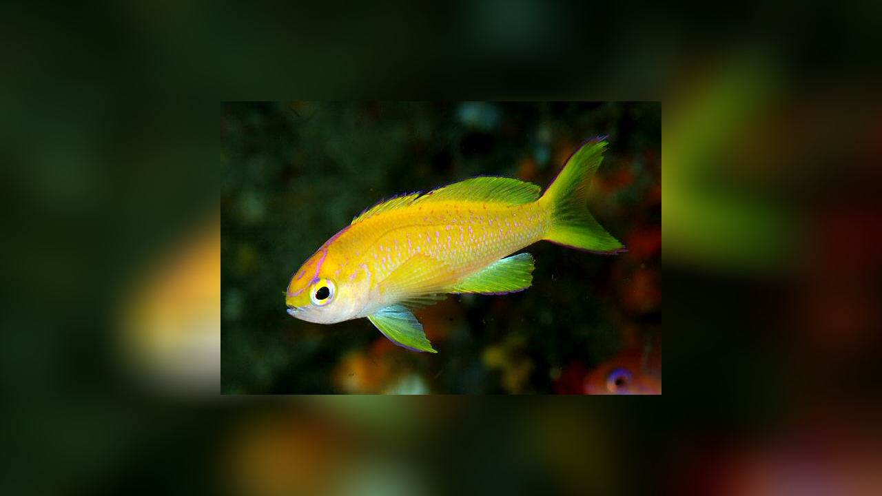 Pseudanthias parvirostris Short-snout basslet, Sunset Anthias
