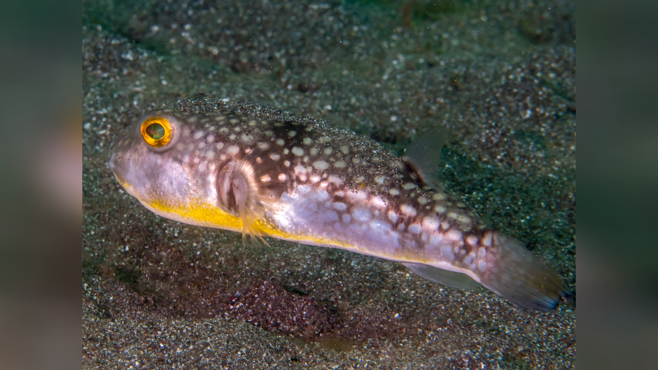 Chelonodon patoca Gangetic Blow Fish, Gangetic Pufferfish, Marbled Toad ...