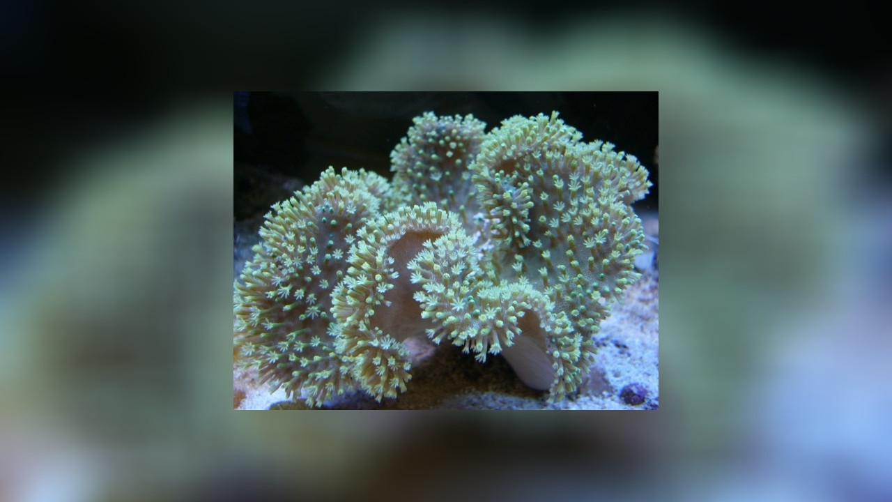 Sarcophyton sp. 01 Leather coral or Softcoral