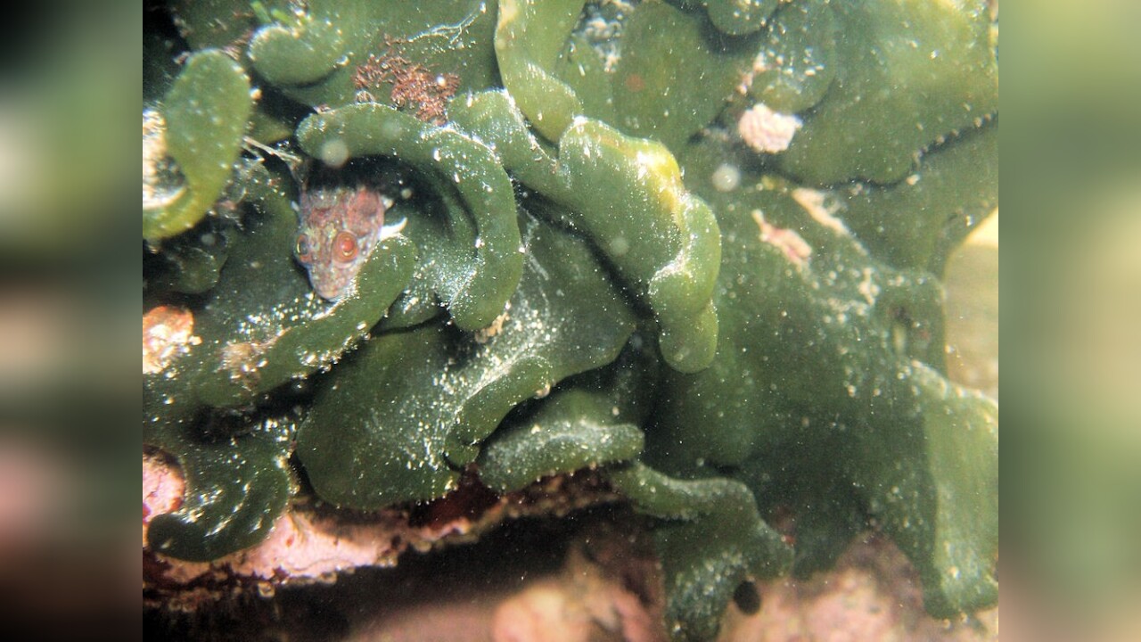 Codium stephensiae Algae sp.