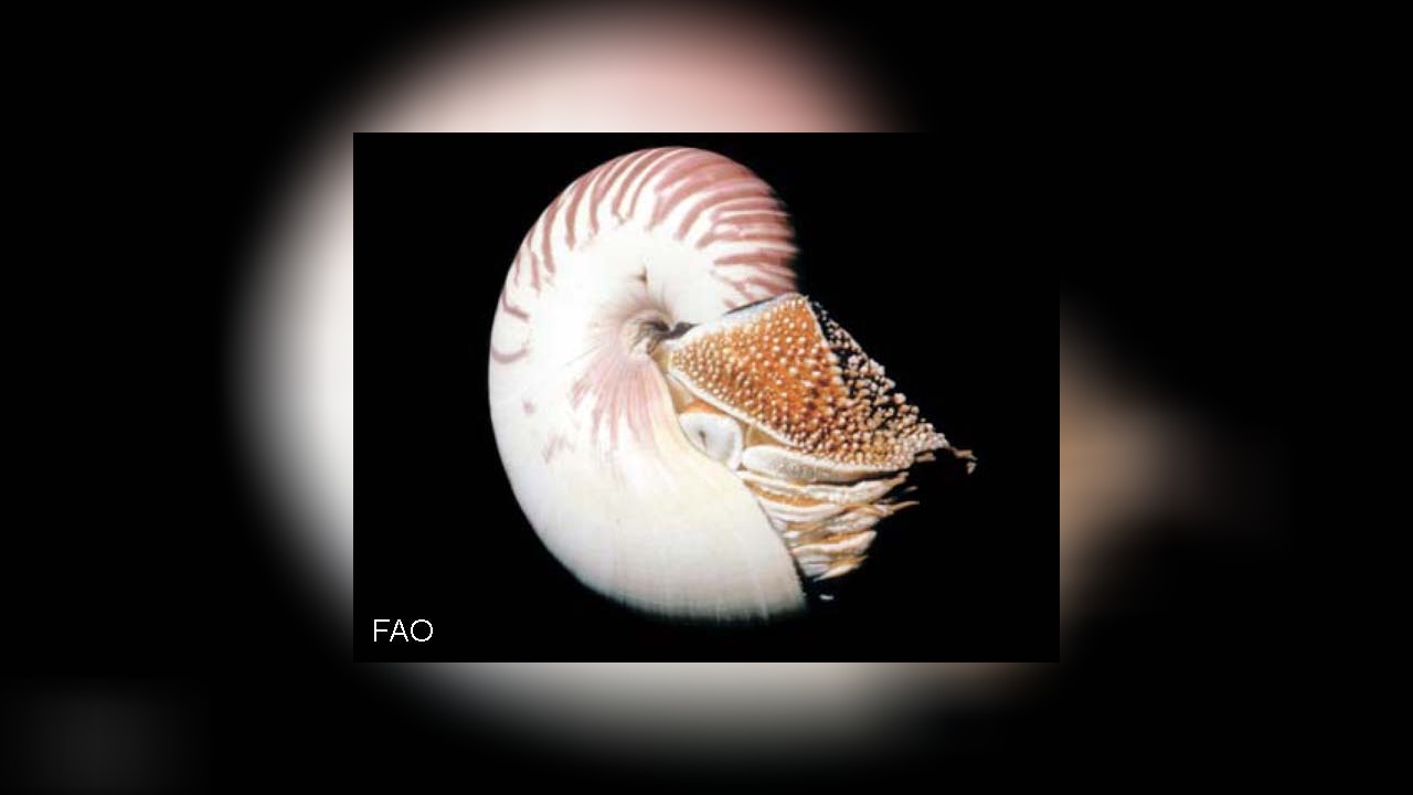Nautilus stenomphalus White-patch nautilus