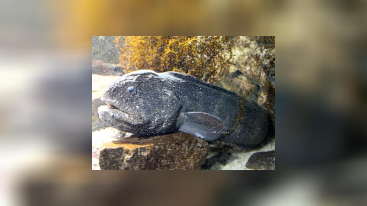 Anarhichas orientalis Bering wolffish
