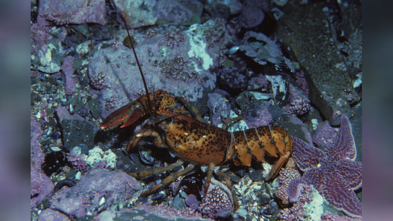Homarus americanus American Lobster, Atlantic Lobster, True Lobster