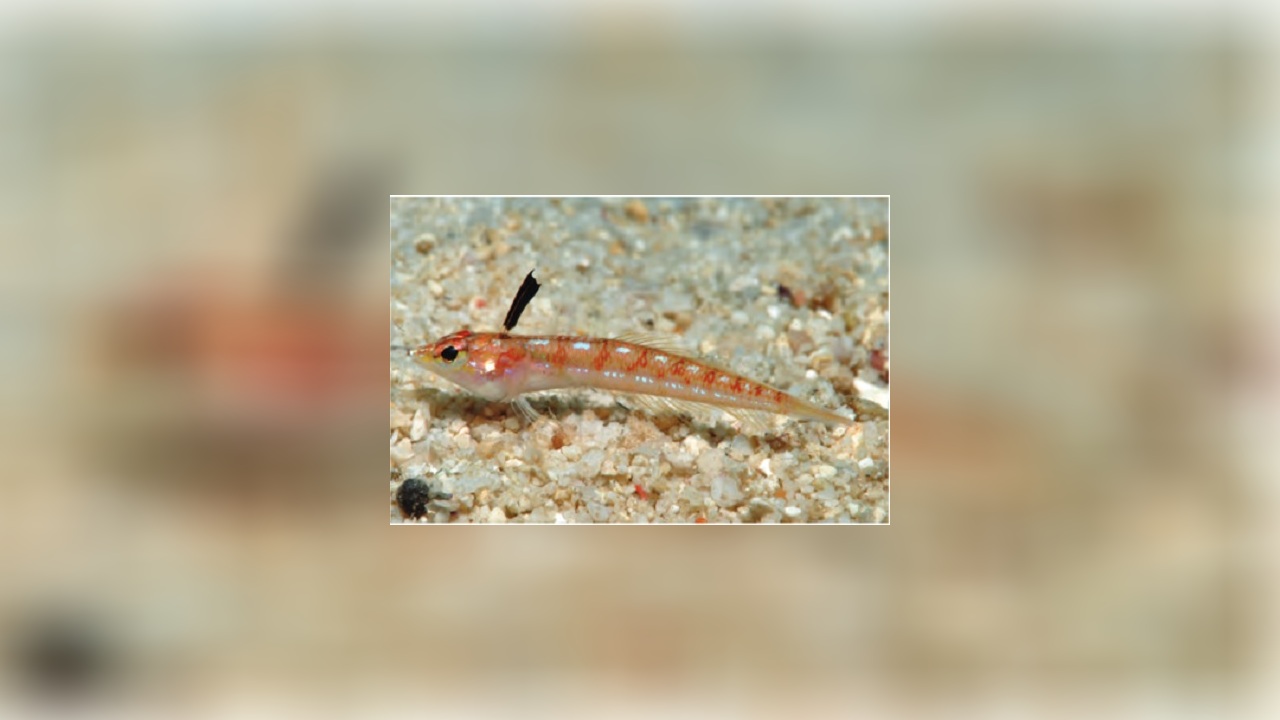 Pteropsaron springeri Schnabelfisch