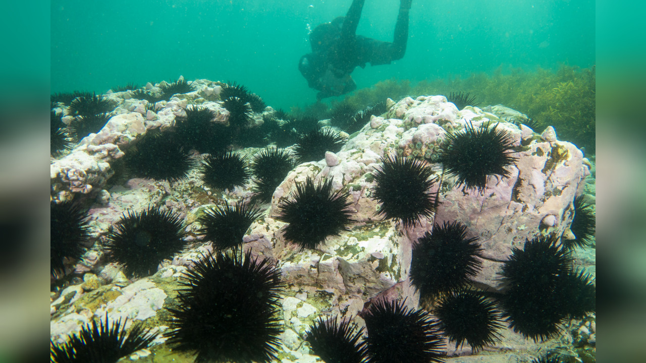 Centrostephanus rodgersii Spiny Sea Urchin , Longspine Sea Urchin ...