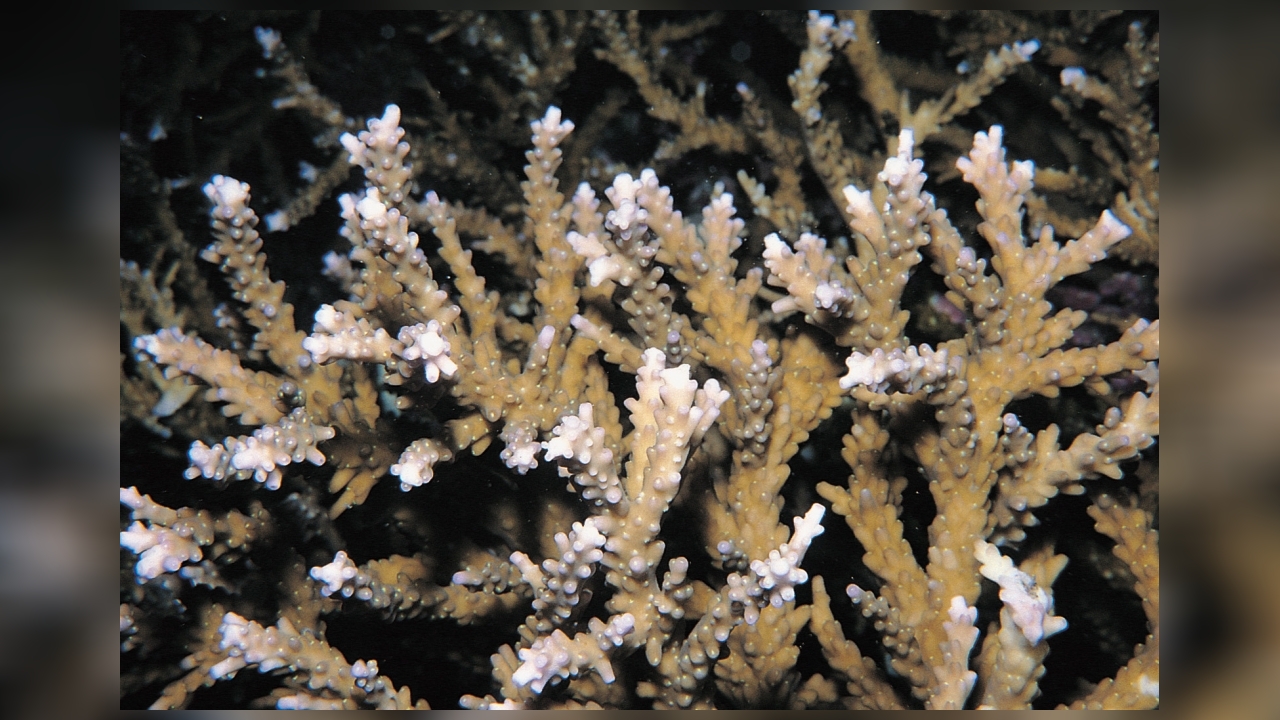 Acropora microphthalma Small Staghorn species