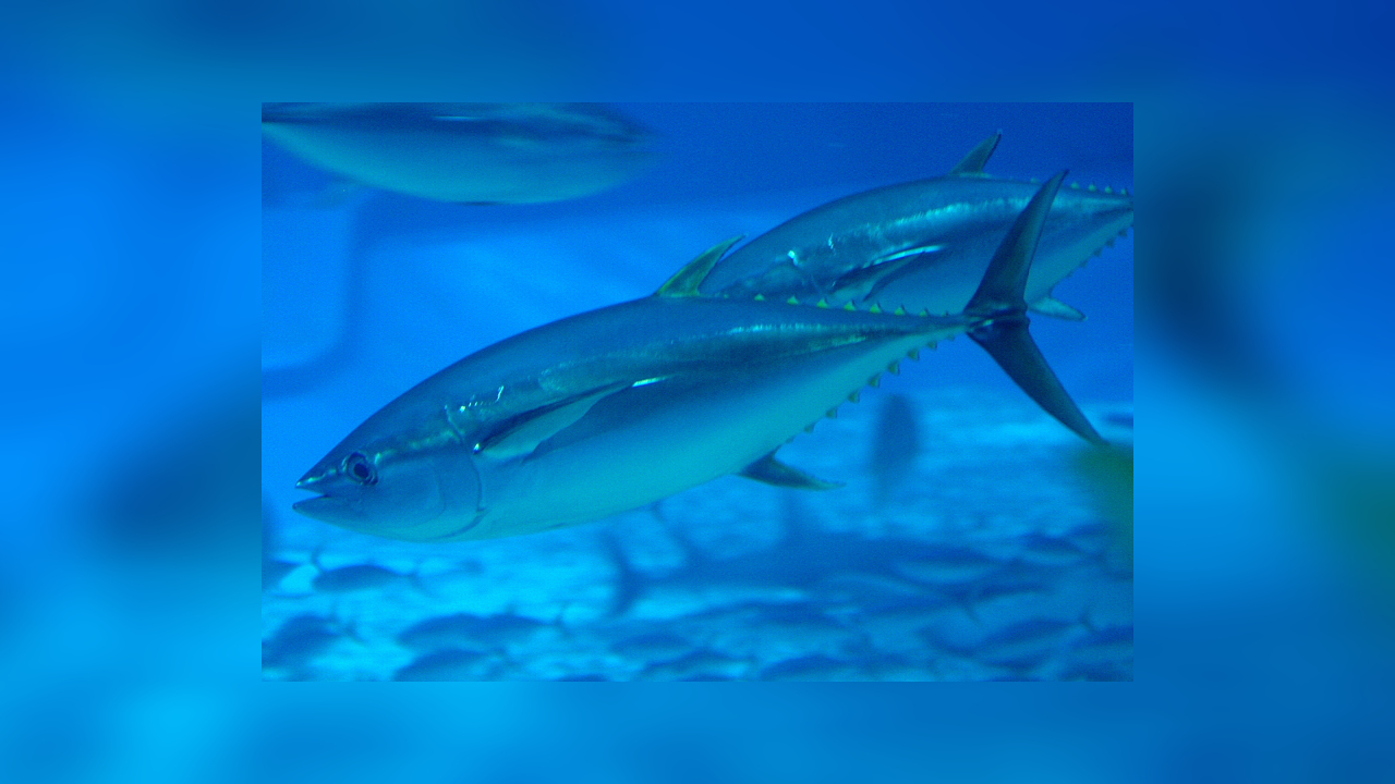 Thunnus albacares Gelbflossen-Thun