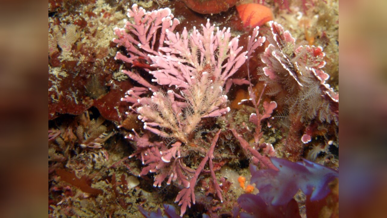 Jania cultrata Rotalge