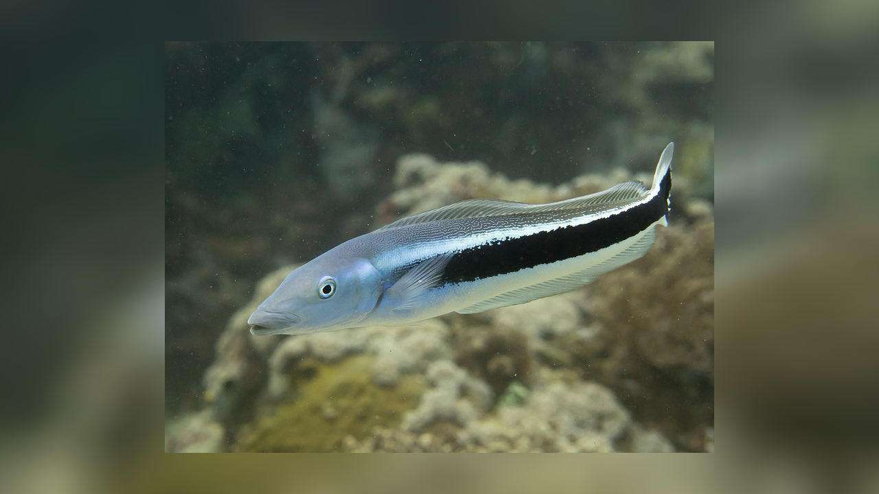 Malacanthus latovittatus Blue blanquillo, Blue Tilefish, Sand Tilefish