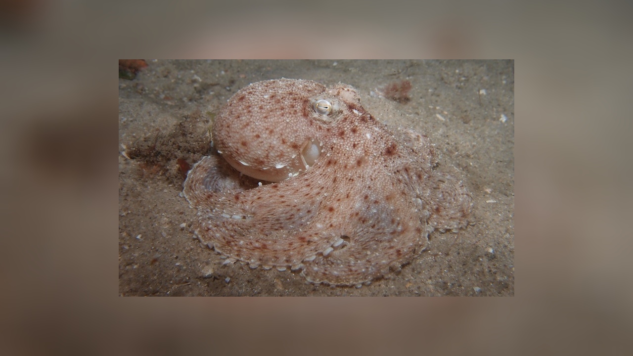 Octopus australis Hammer octopus, Southern Octopus